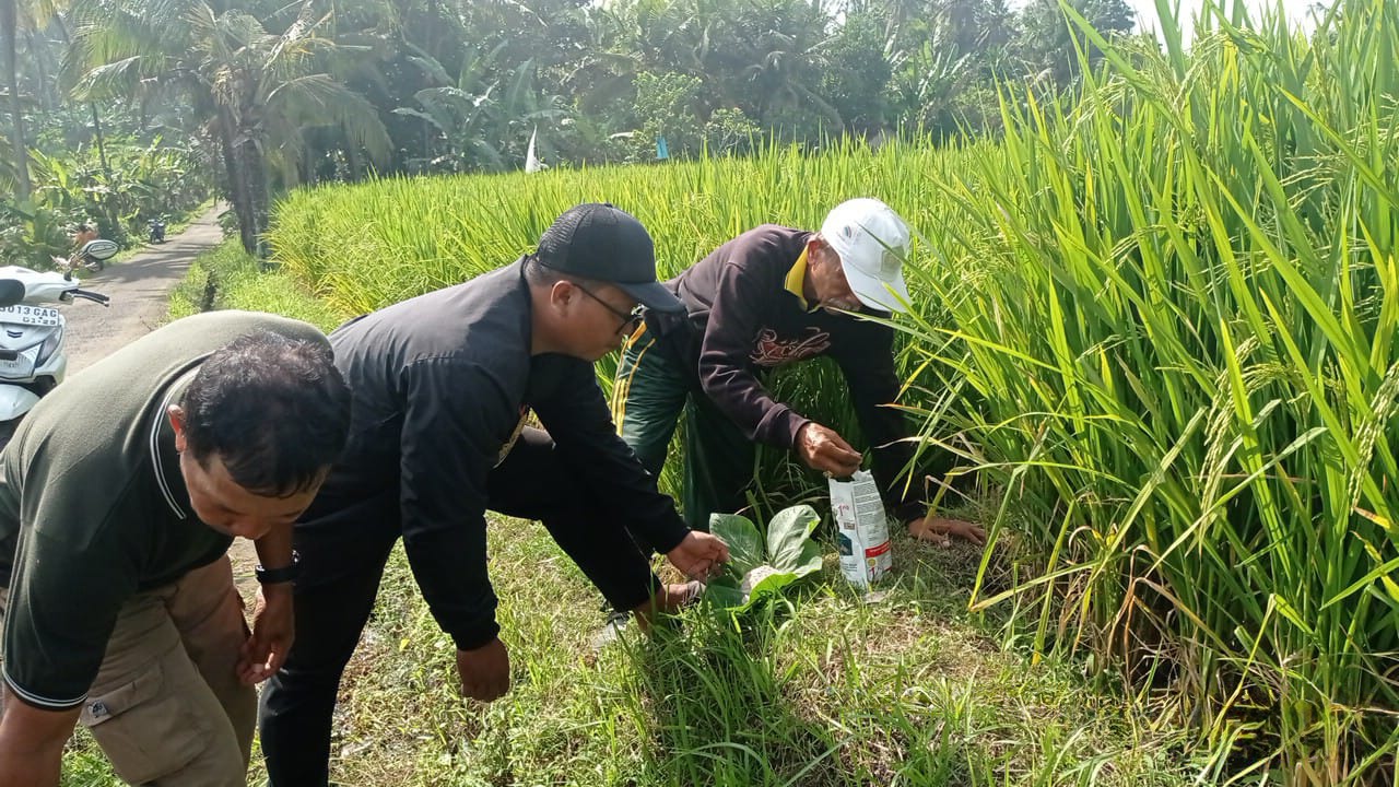 Hama Tikus Serang 222 Hektar Tanaman Padi dan Jagung di Tabanan – Kilas ...
