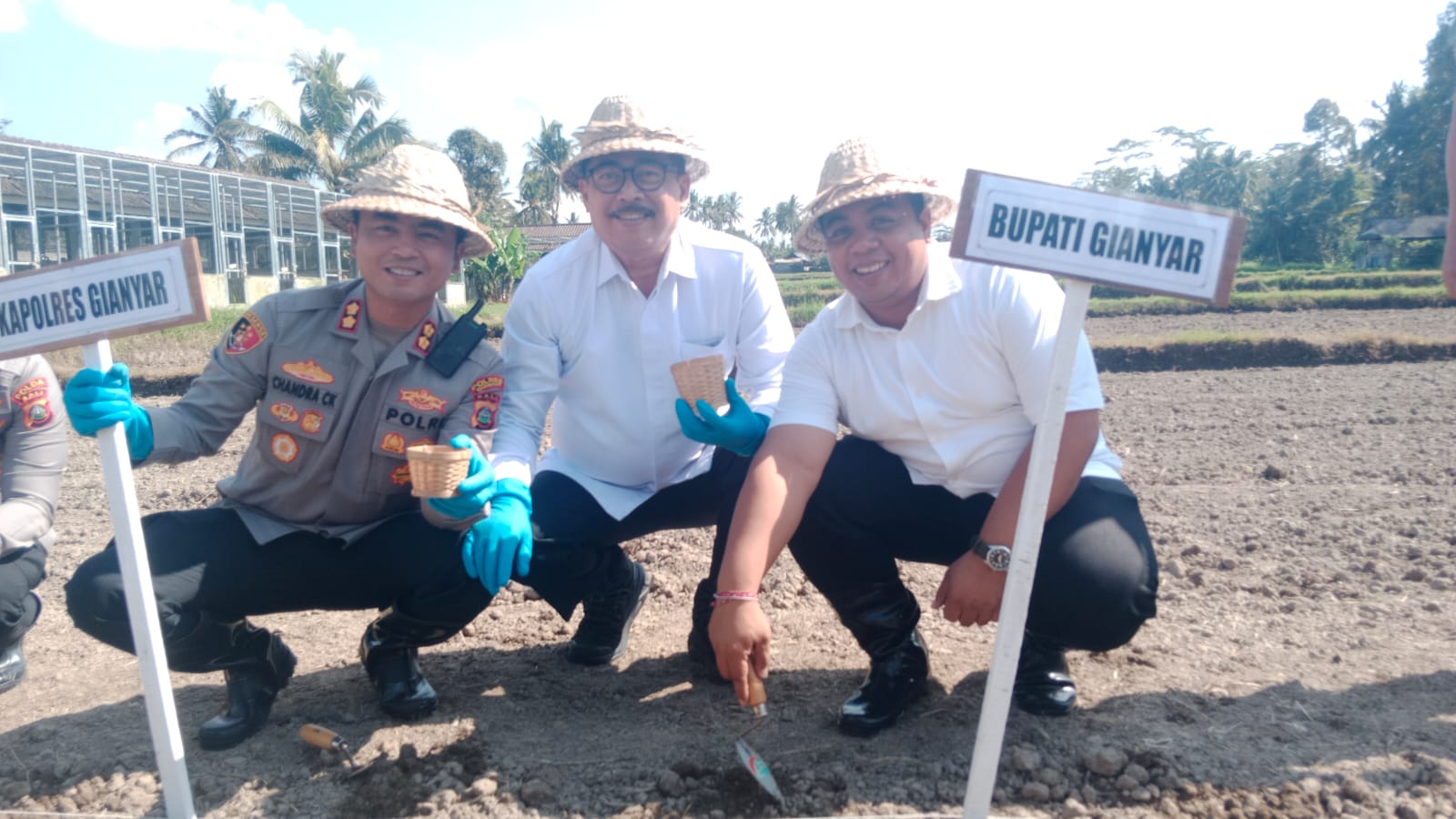 Ini Tujuan Penanaman Jagung di Tarukan, Pejeng Kaja – Kilas Bali